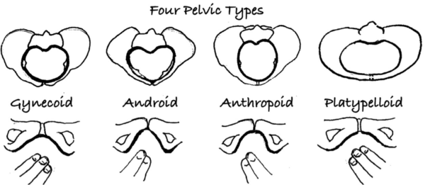 Pelvic Arch Design and Load Carrying Capacity (Or, How the Heck Does EC ...