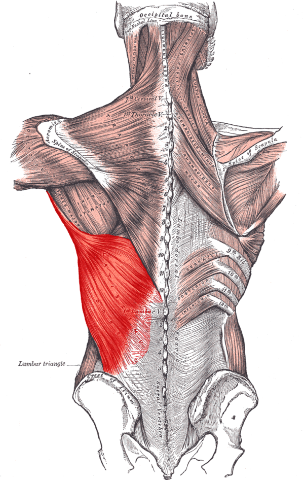 Pitching Injuries: Should Lat Strains Even Be Happening? - EricCressey.com